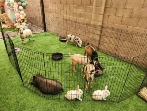 Home - One of a Kind Petting Zoo